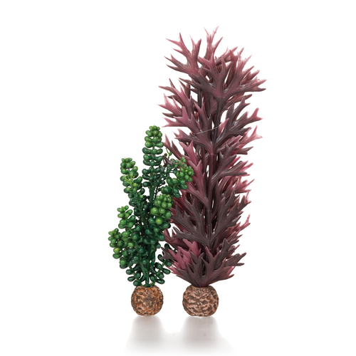 Seapearls & Kelp Medium – biorb.ca Seapearls & Kelp Medium – biorb.ca